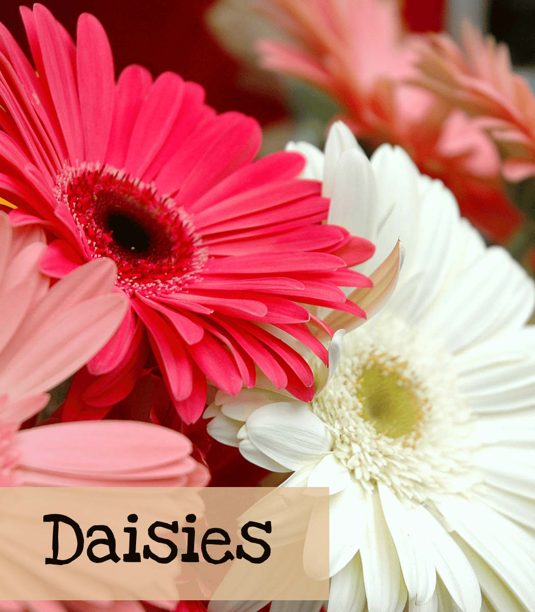 Daisy - excelatgardening.com