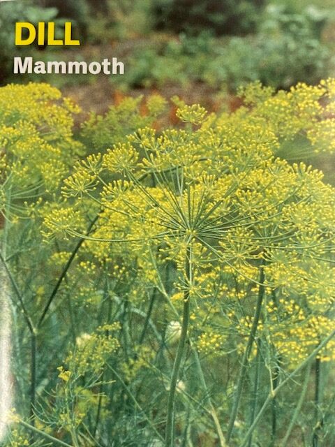 Dill - excelatgardening.com