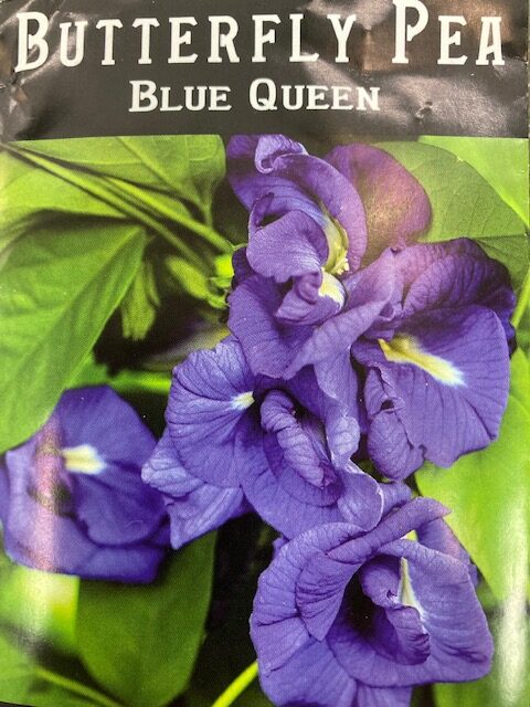 Butterfly Pea - excelatgardening.com