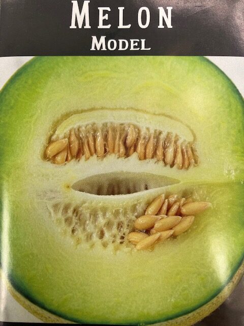 Melon - excelatgardening.com
