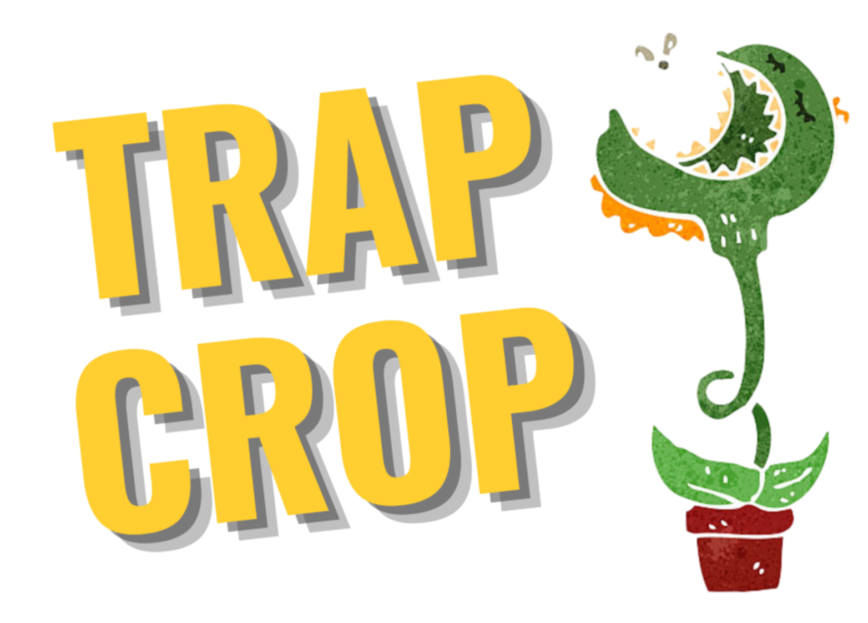 List of Trap Crops - excelatgardening.com