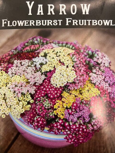 Yarrow - excelatgardening.com