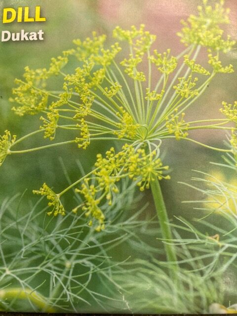 Dill - excelatgardening.com