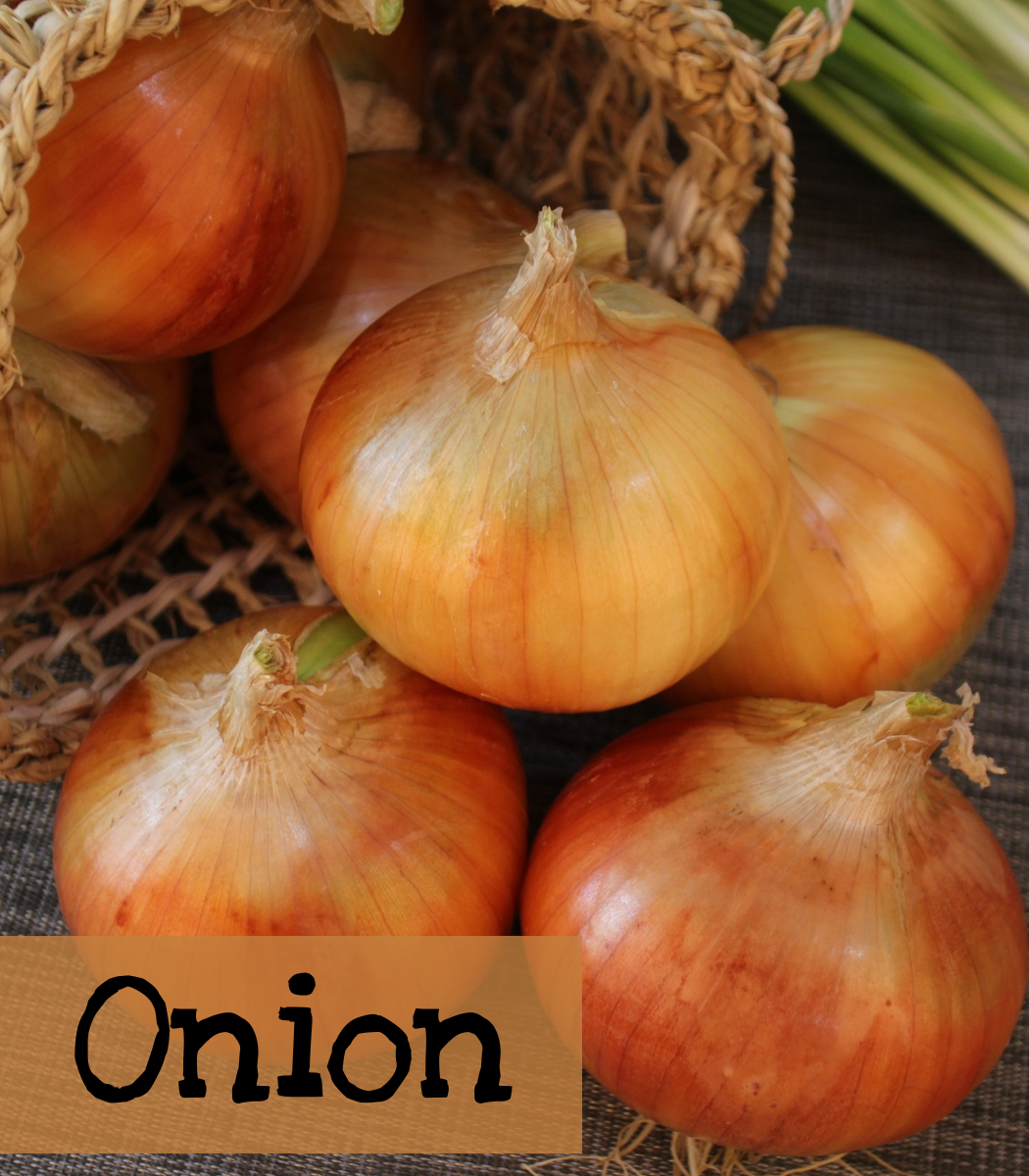 Onion - excelatgardening.com