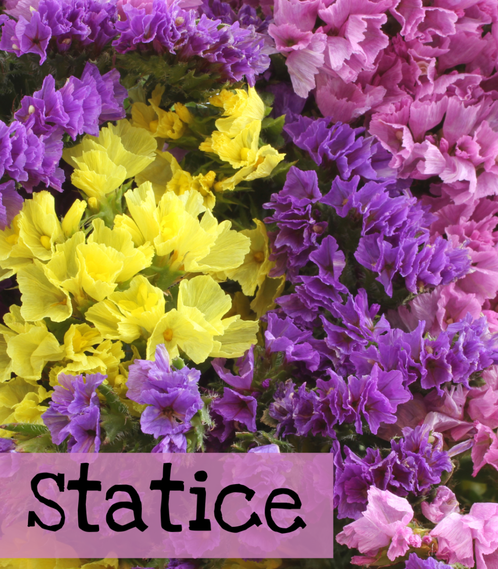 Statice - excelatgardening.com