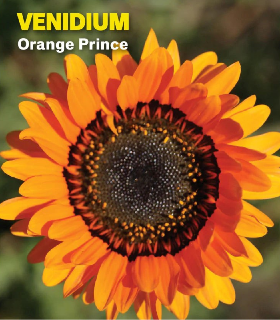 Venidium - excelatgardening.com