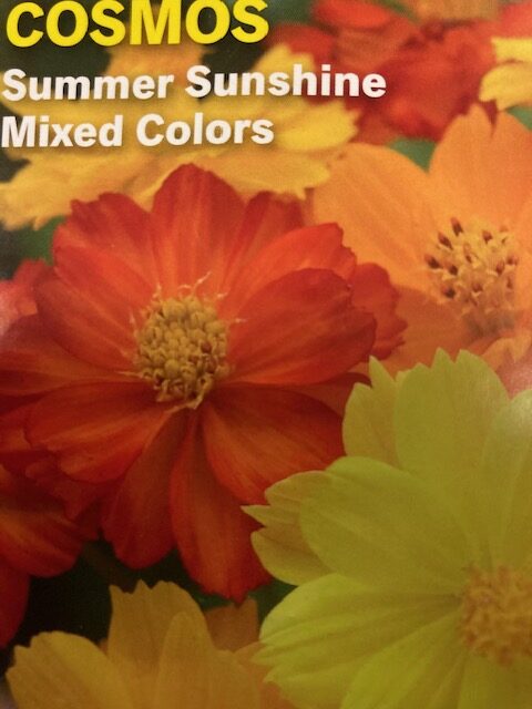 Cosmos - excelatgardening.com