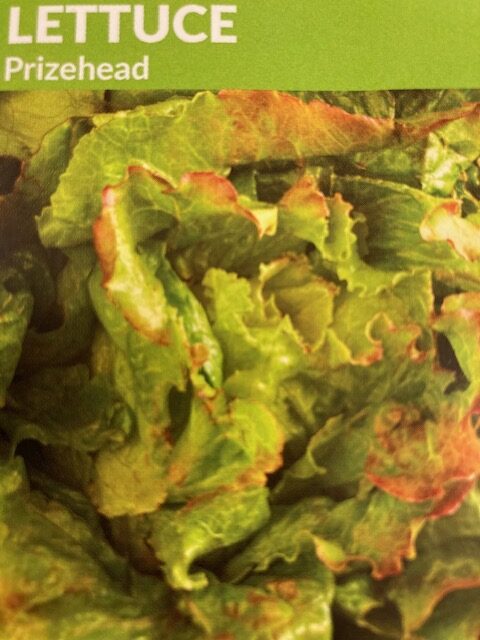 Lettuce - excelatgardening.com