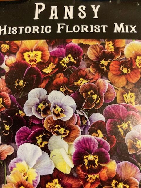 Pansy - excelatgardening.com