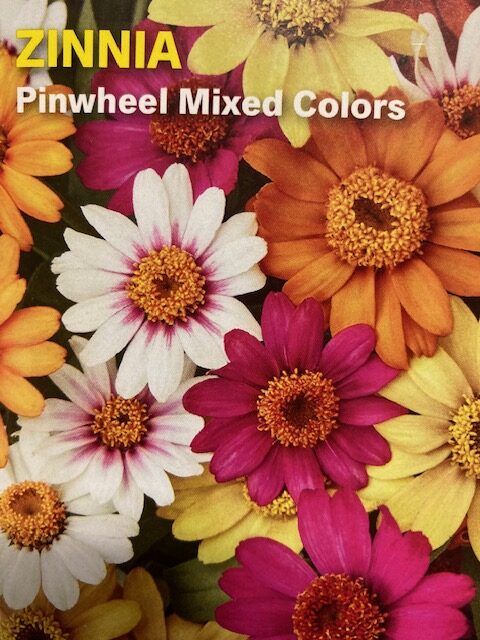 Zinnia - excelatgardening.com